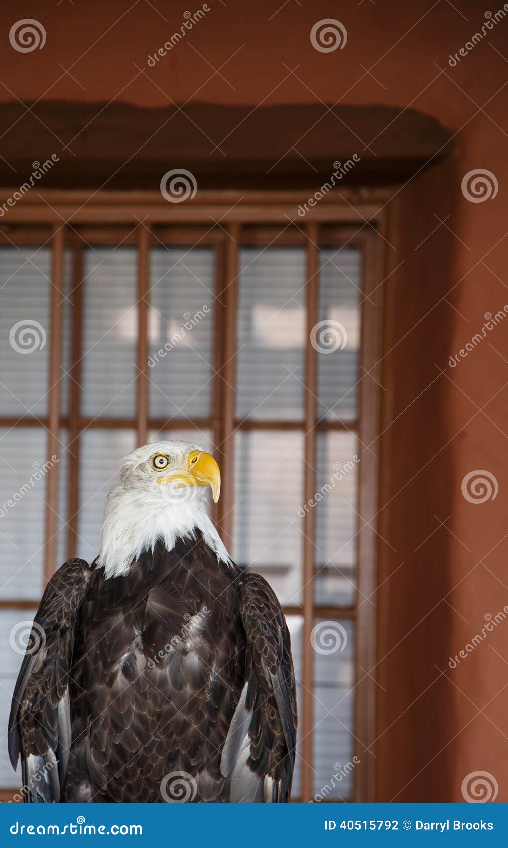 Bald Eagle by Window stock photo. Image of eagle, feather - 40515792