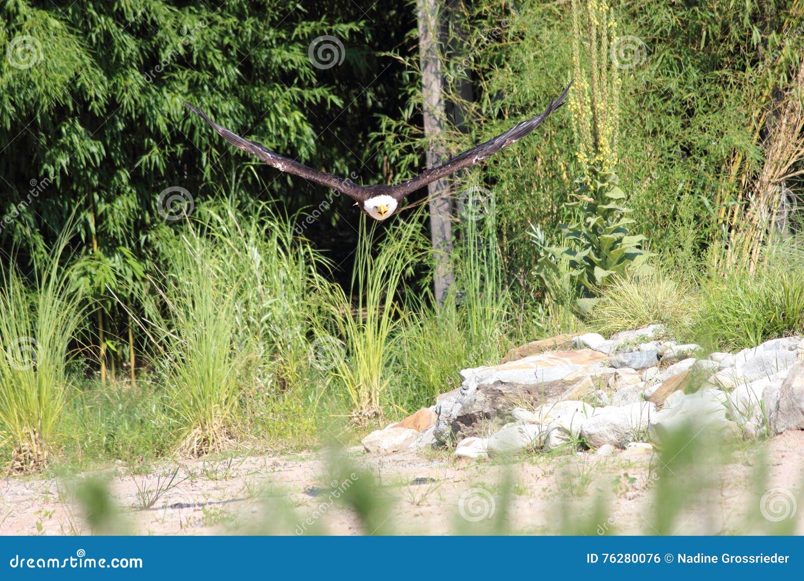 Bald Eagle stock photo. Image of beak, flight, eagle - 76280076