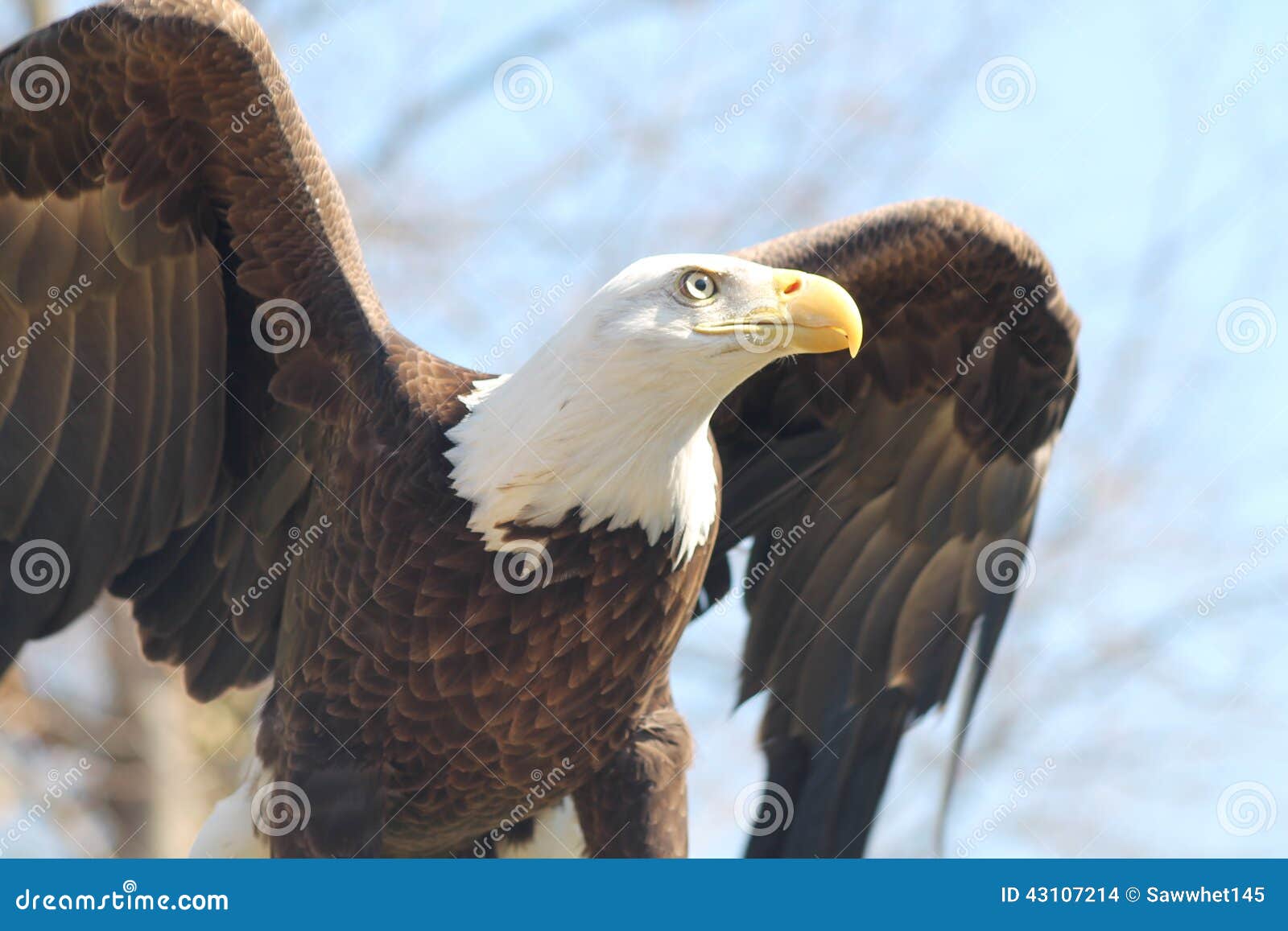 Bald Eagle stock photo. Image of symbol, bald, small - 43107214