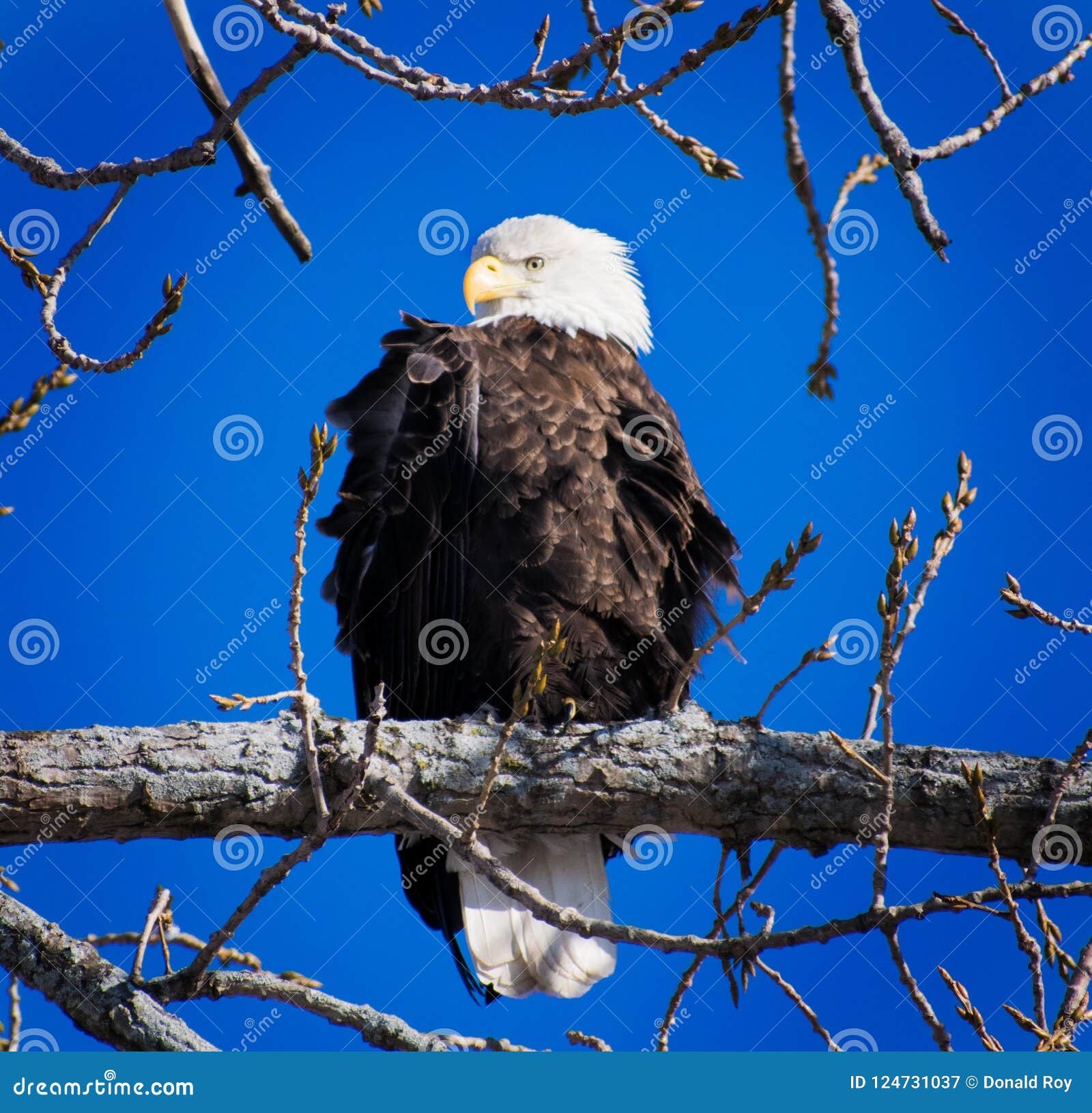 Perched Winter Time Bald Eagle Stock Image - Image of eagle, feeders ...