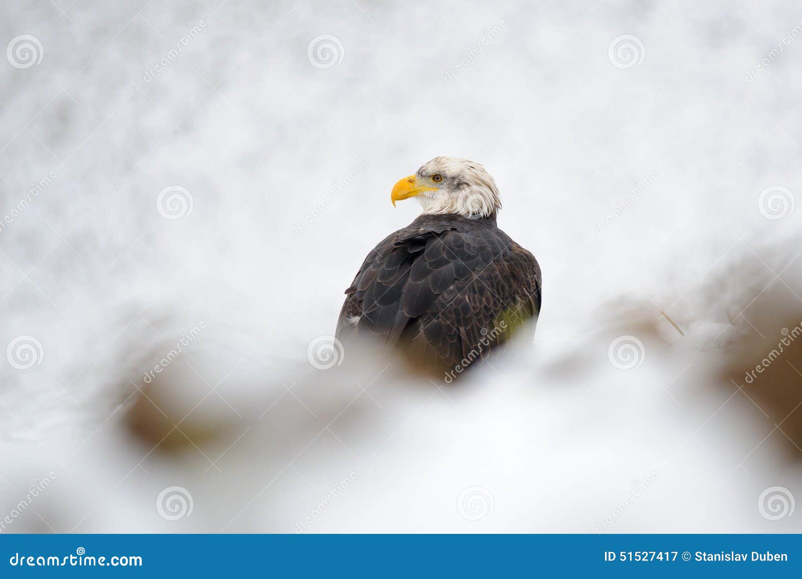 Bald eagle in winter stock image. Image of endangered - 51527417