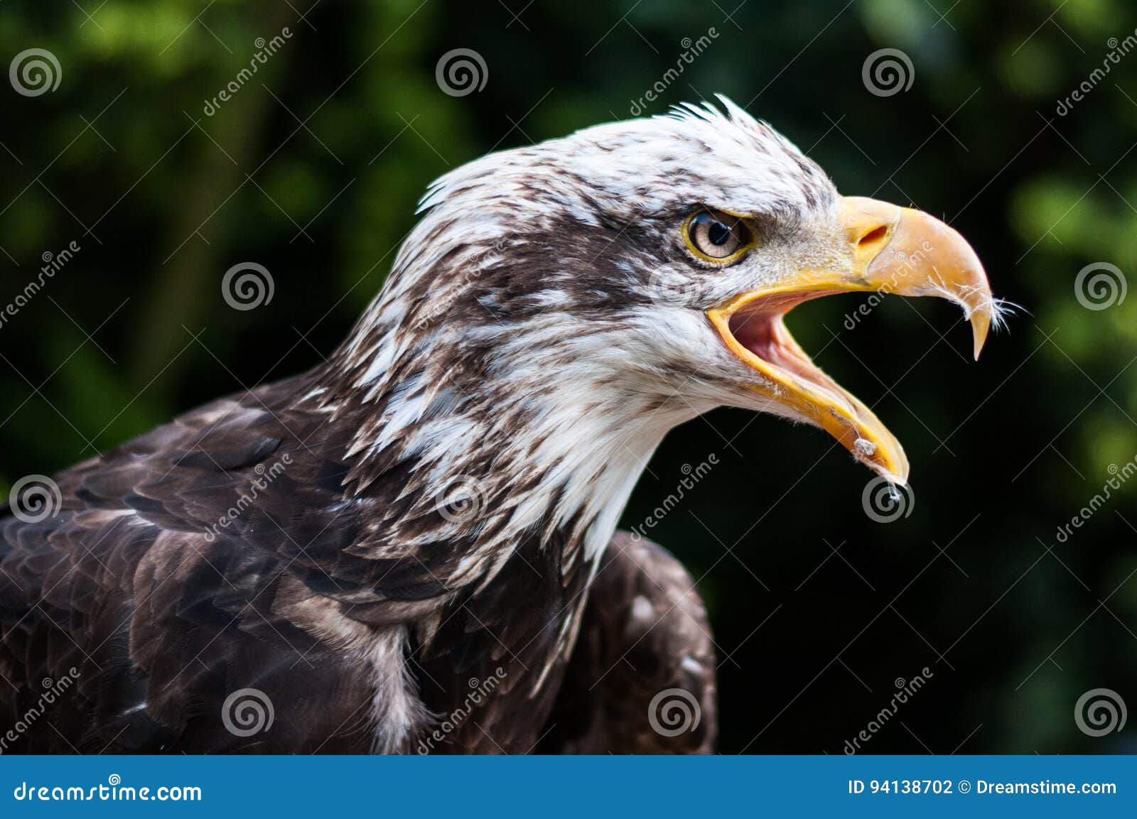Bald Eagle stock photo. Image of animal, american, sharp - 94138702