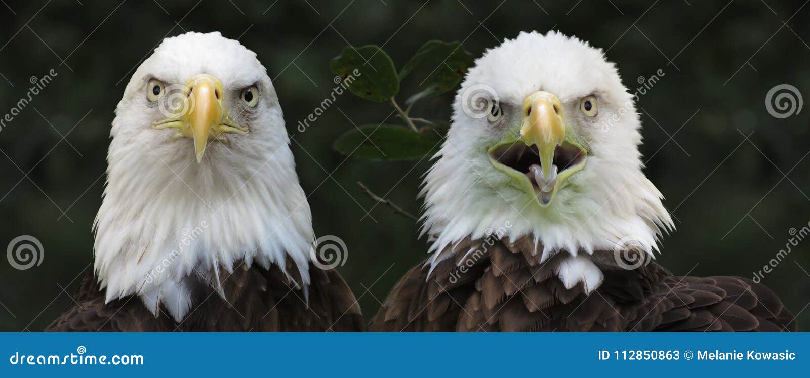 Bald Eagles Angry Birds stock image. Image of eagle - 112850863