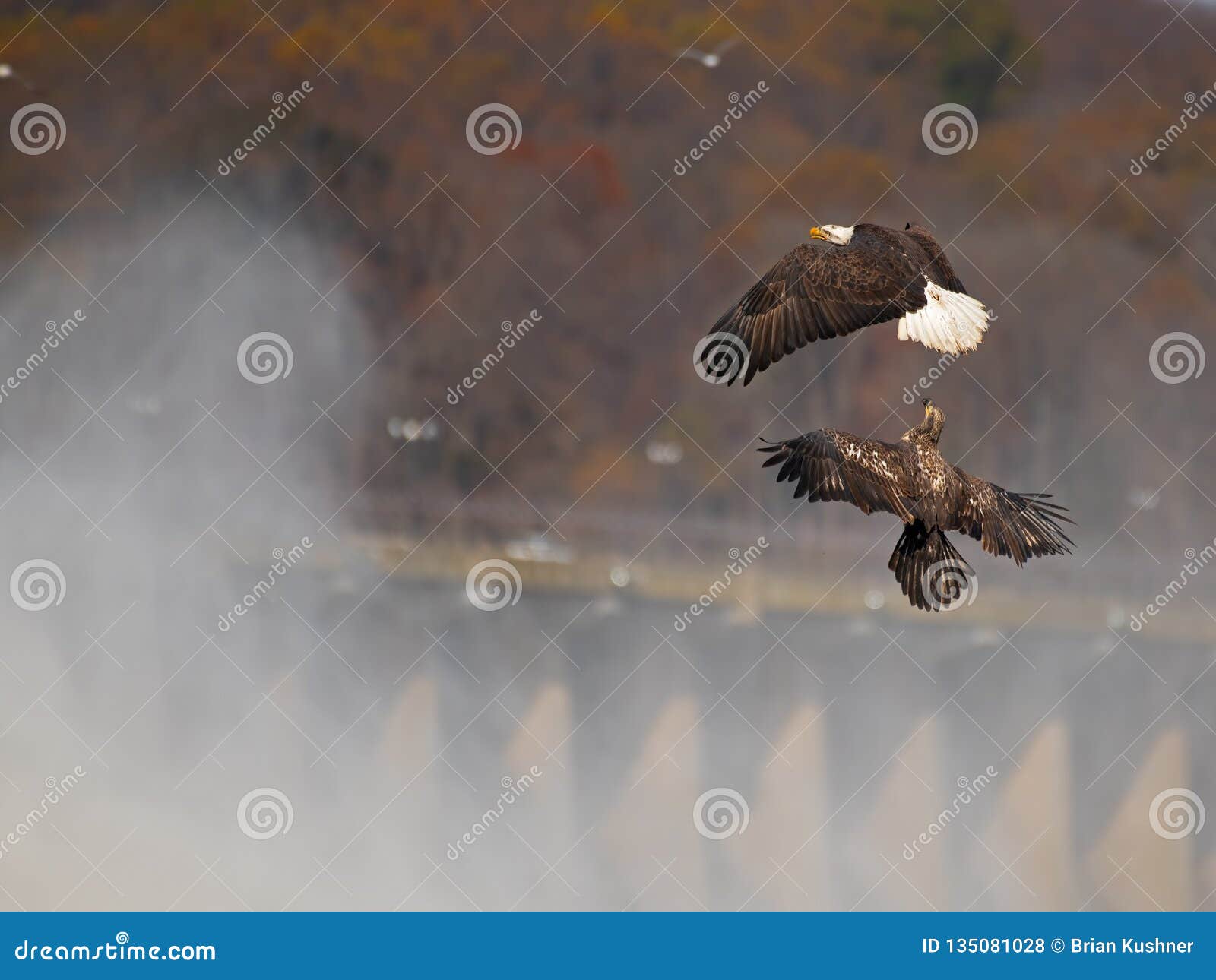 Bald Eagles Battle in Flight for Fish Stock Photo - Image of salt ...