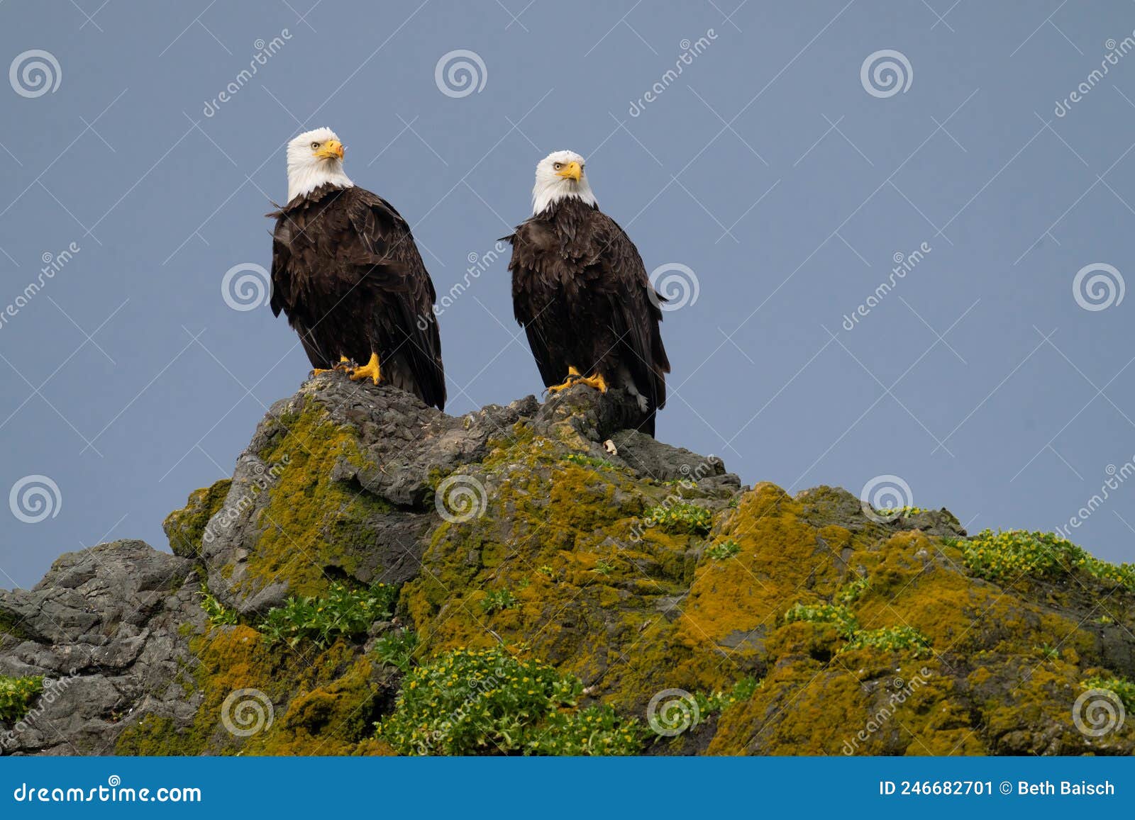 Bald Eagles on Copalis Rock, Washington Stock Image - Image of ...