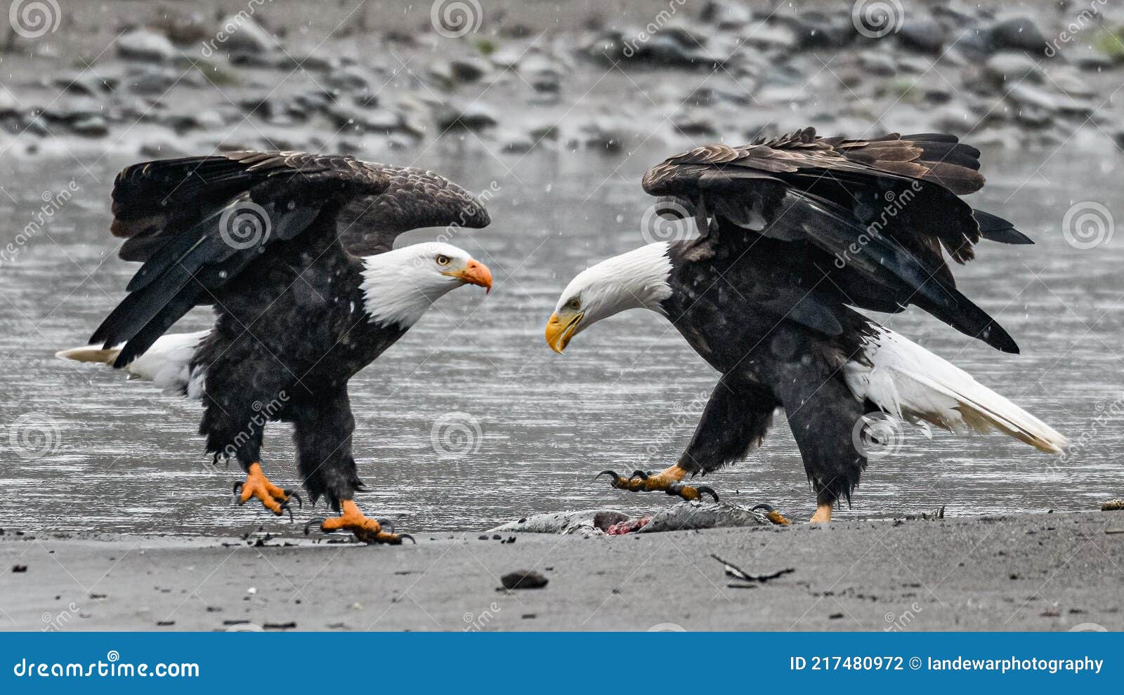 Mature Bald Eagles Dancing on River Edge Stock Photo - Image of emblem, eagles: 217480972