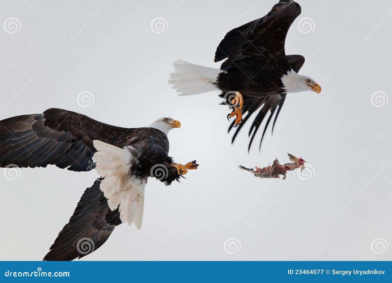Bald Eagles fight in air stock image. Image of bald, freedom - 23464077
