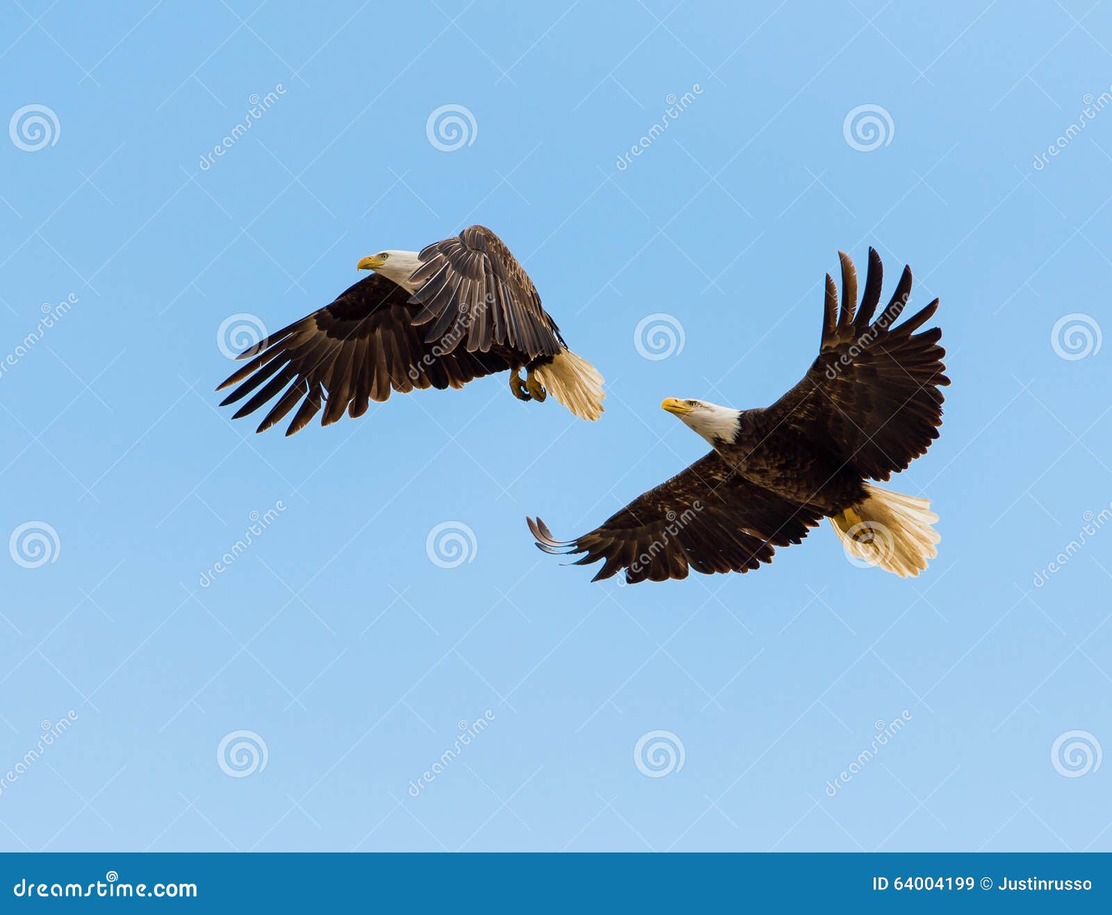 Bald Eagles in flight stock image. Image of sitting, eagles - 64004199