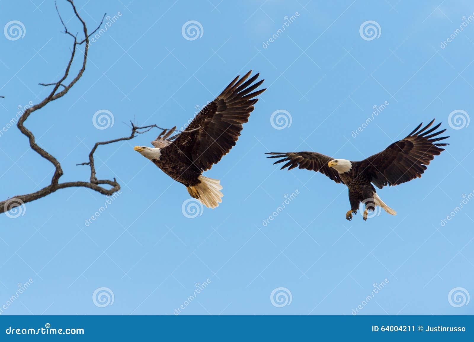 Bald Eagles in flight stock image. Image of yellow, morning - 64004211