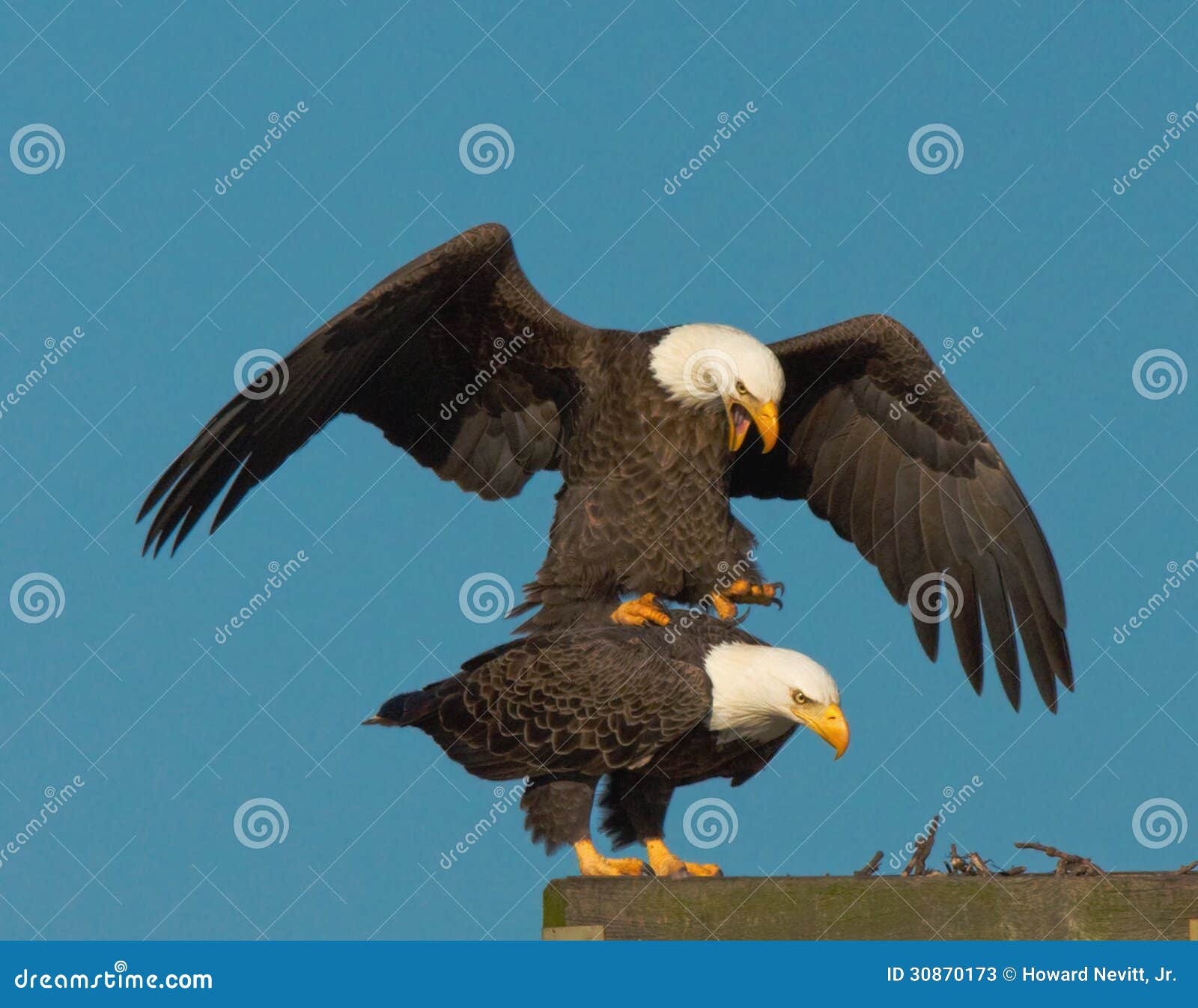 Bald Eagles Mating stock image. Image of yellow, bird - 30870173