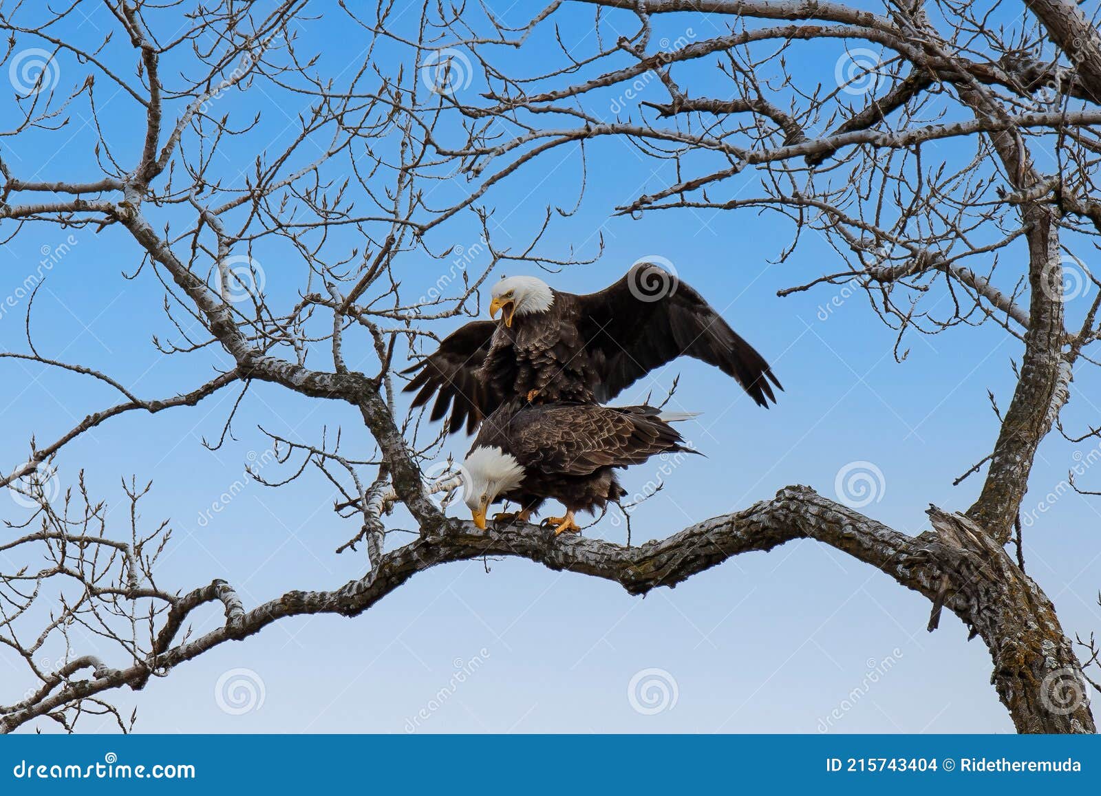 Bald Eagles stock photo. Image of blue, bird, species - 215743404