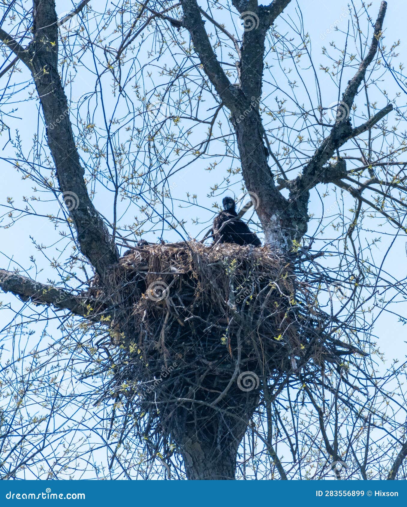 Bald Eaglet Sitting in Nest in Tree Stock Image - Image of wing, tree ...