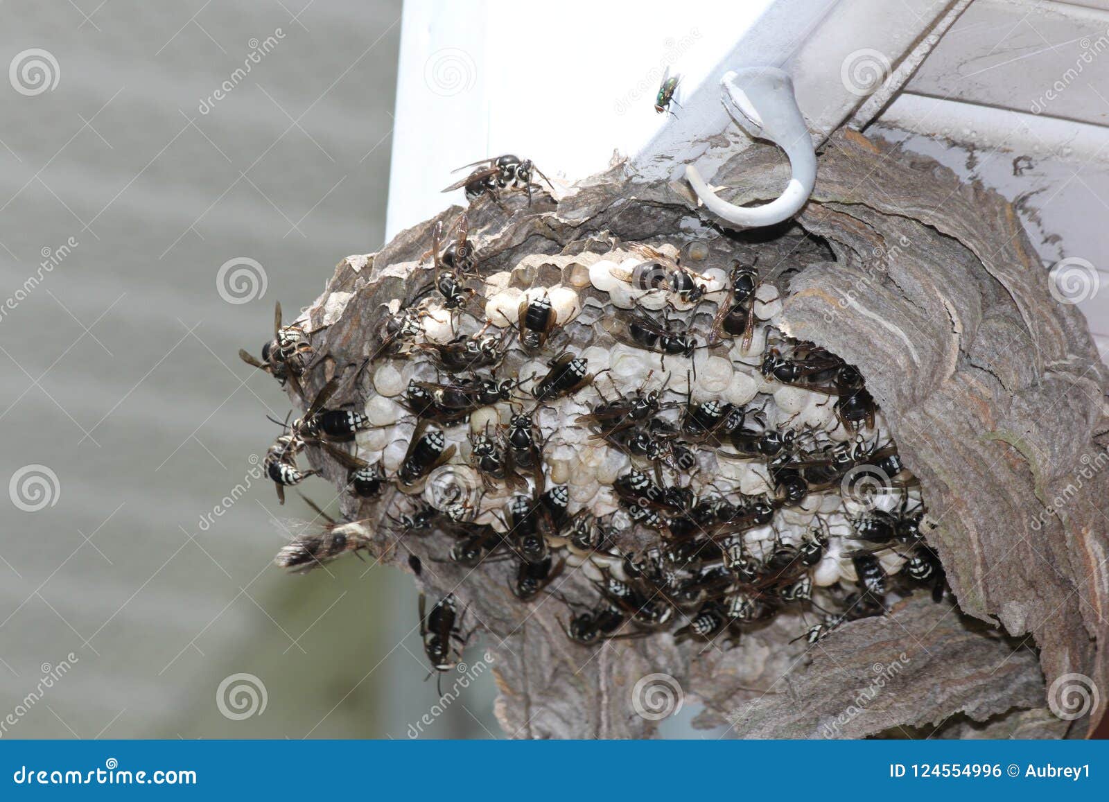 Bald Faced Hornets at Broken Nest with Eggs Stock Photo - Image of ...