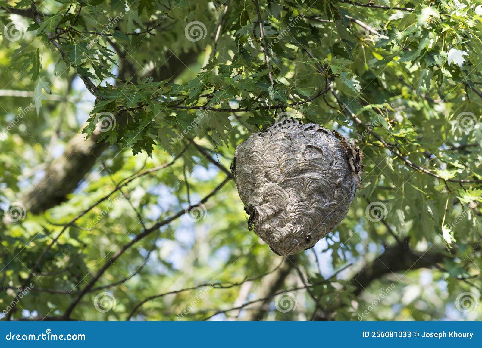 Bald-faced Hornets (Dolichovespula Maculata) Nest in a Tree Stock Image ...