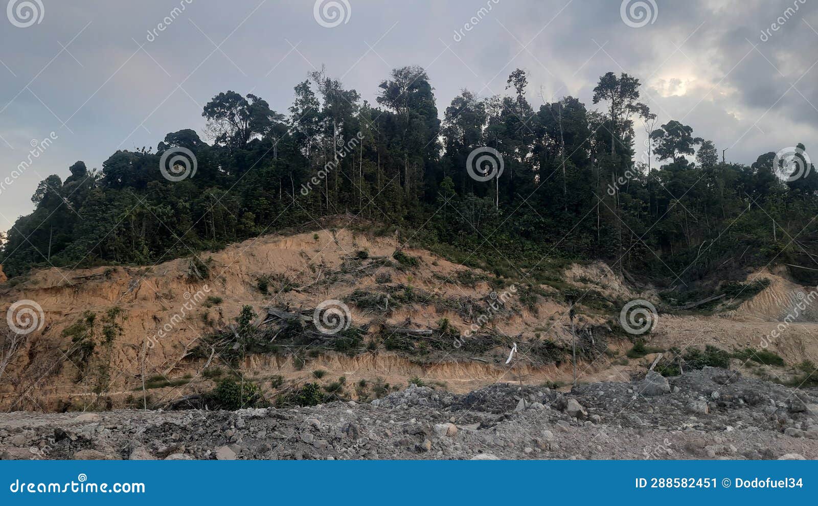 Bald forest in Kalimantan stock image. Image of rock - 288582451