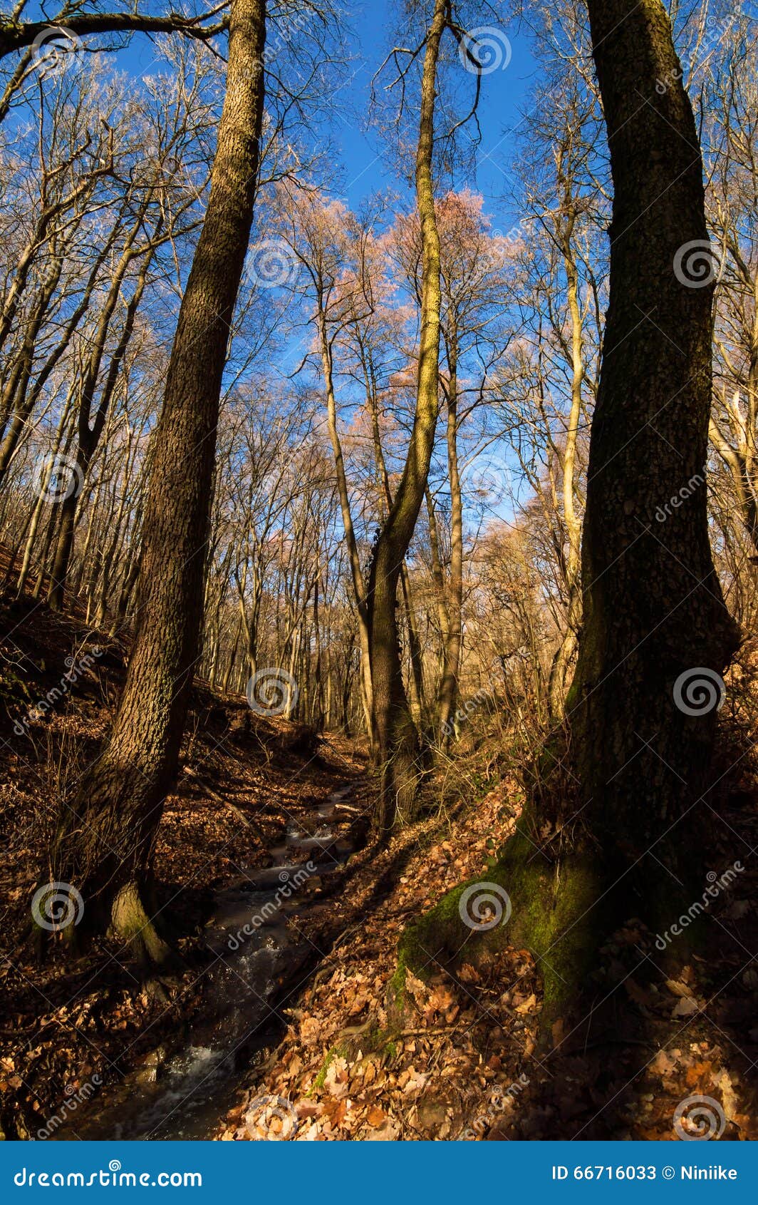 Bald forest trees stock image. Image of bare, bald, magic - 66716033