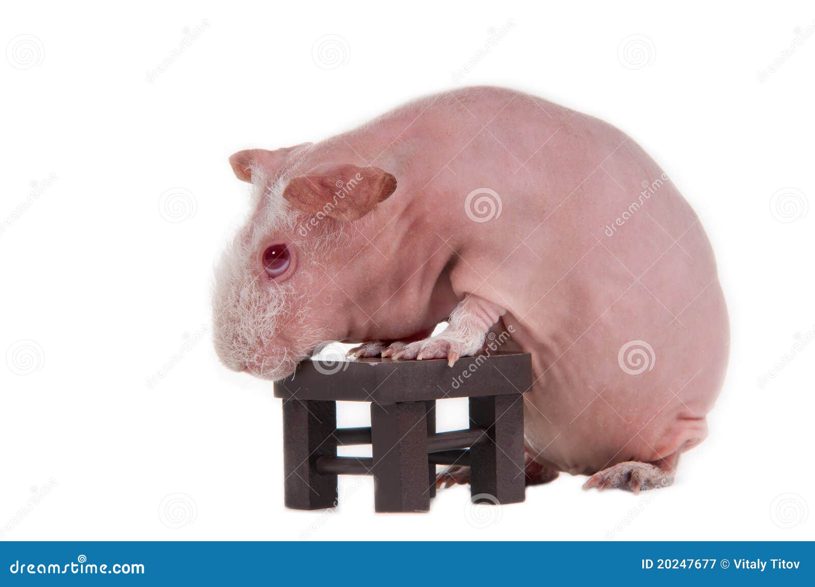 Bald Guinea Pig with a Table Stock Image - Image of funny, domestic ...