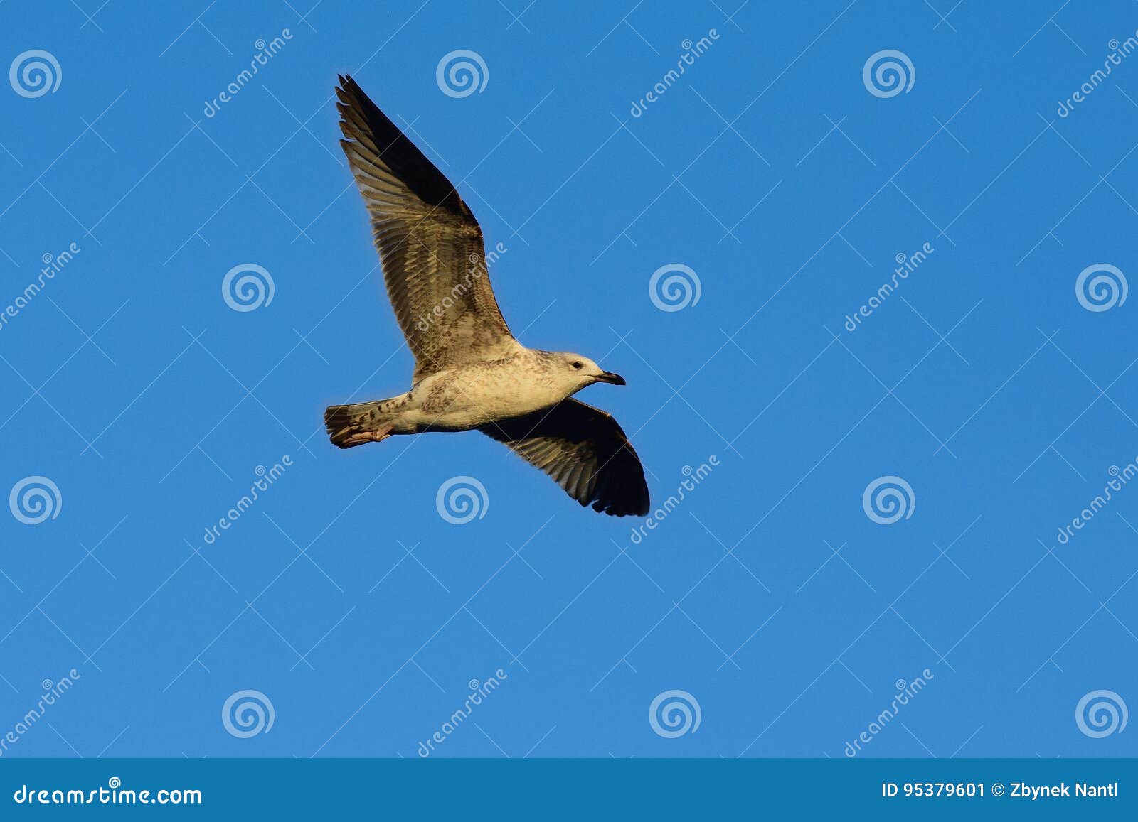 Bald Gull stock image. Image of dawn, wings, feather - 95379601
