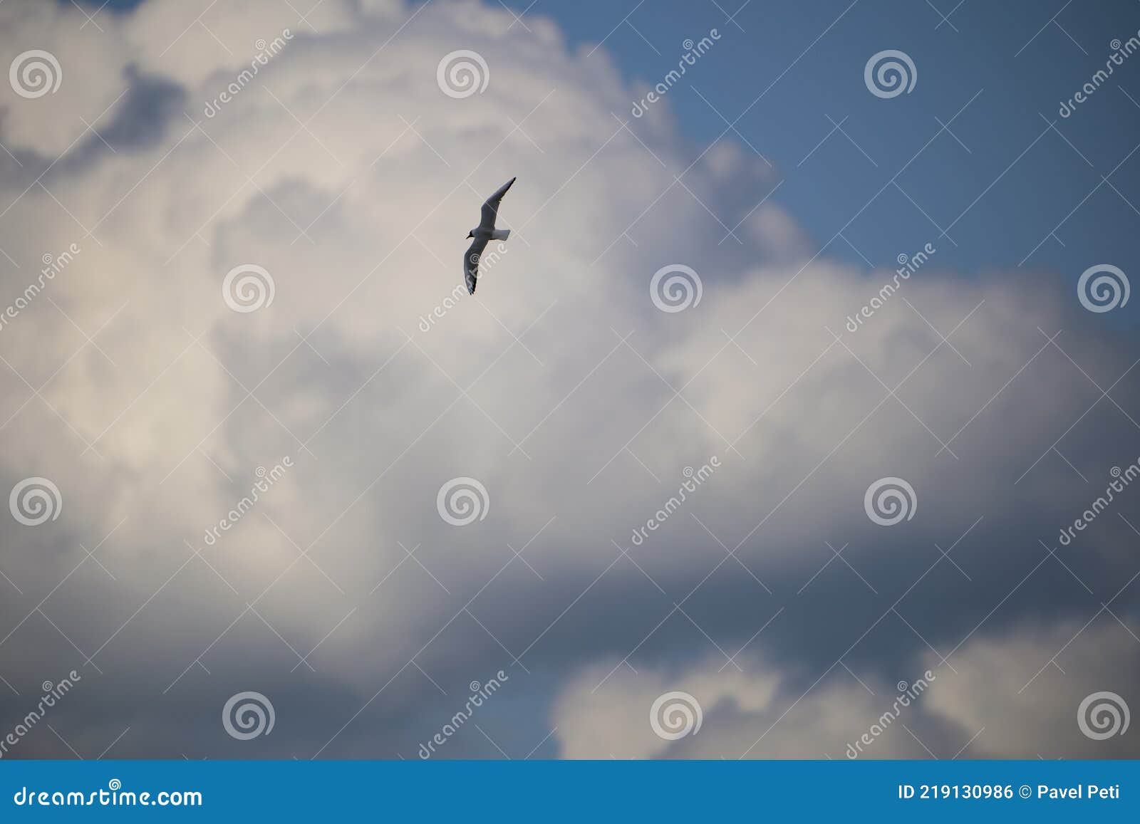 Bald gull in the wild stock photo. Image of seagull - 219130986