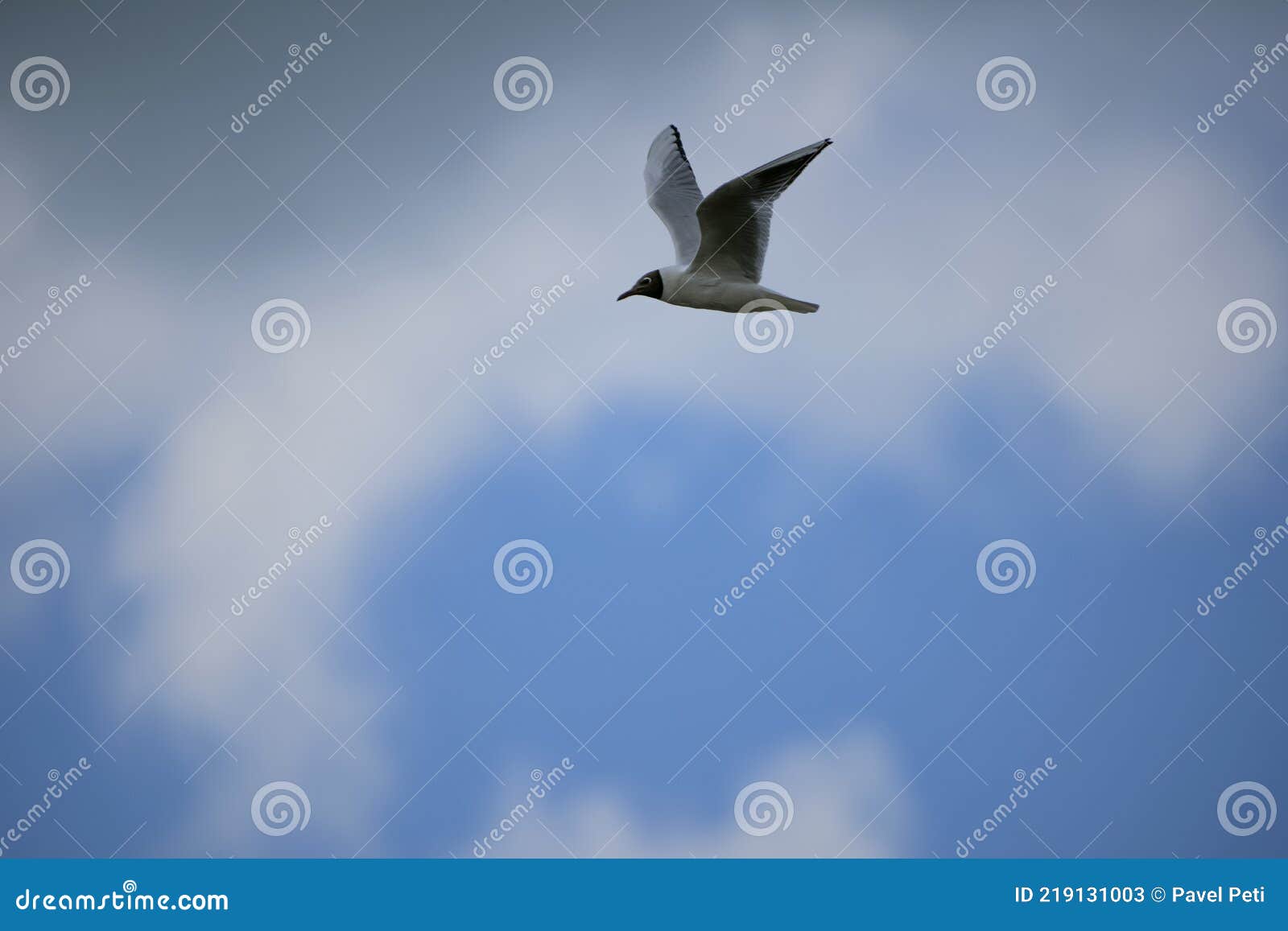 Bald gull in the wild stock image. Image of turkey, prey - 219131003