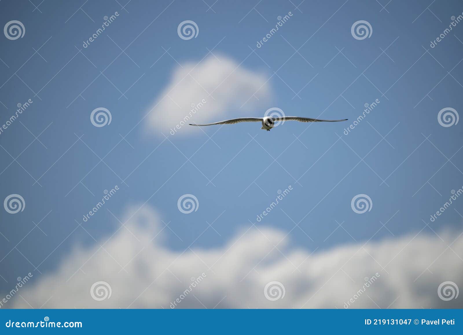 Bald gull in the wild stock image. Image of prey, feathers - 219131047
