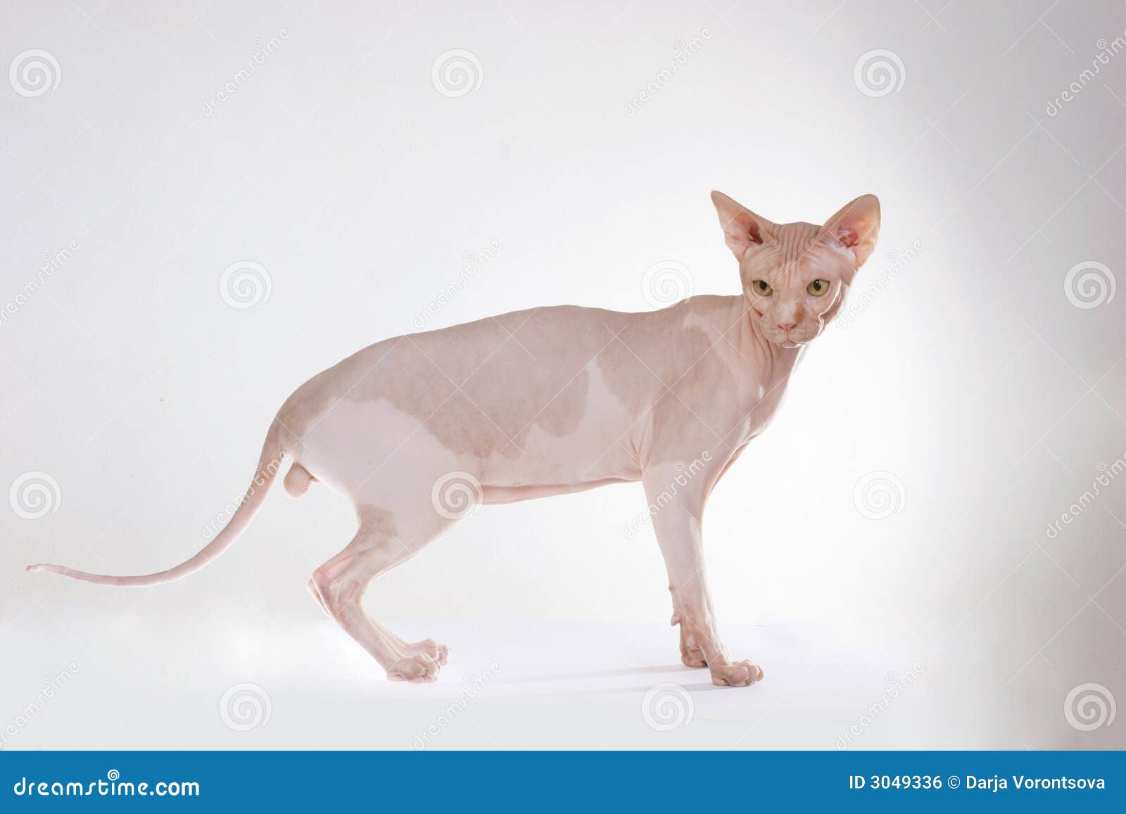 Bald-headed cat stock photo. Image of animals, portrait - 3049336