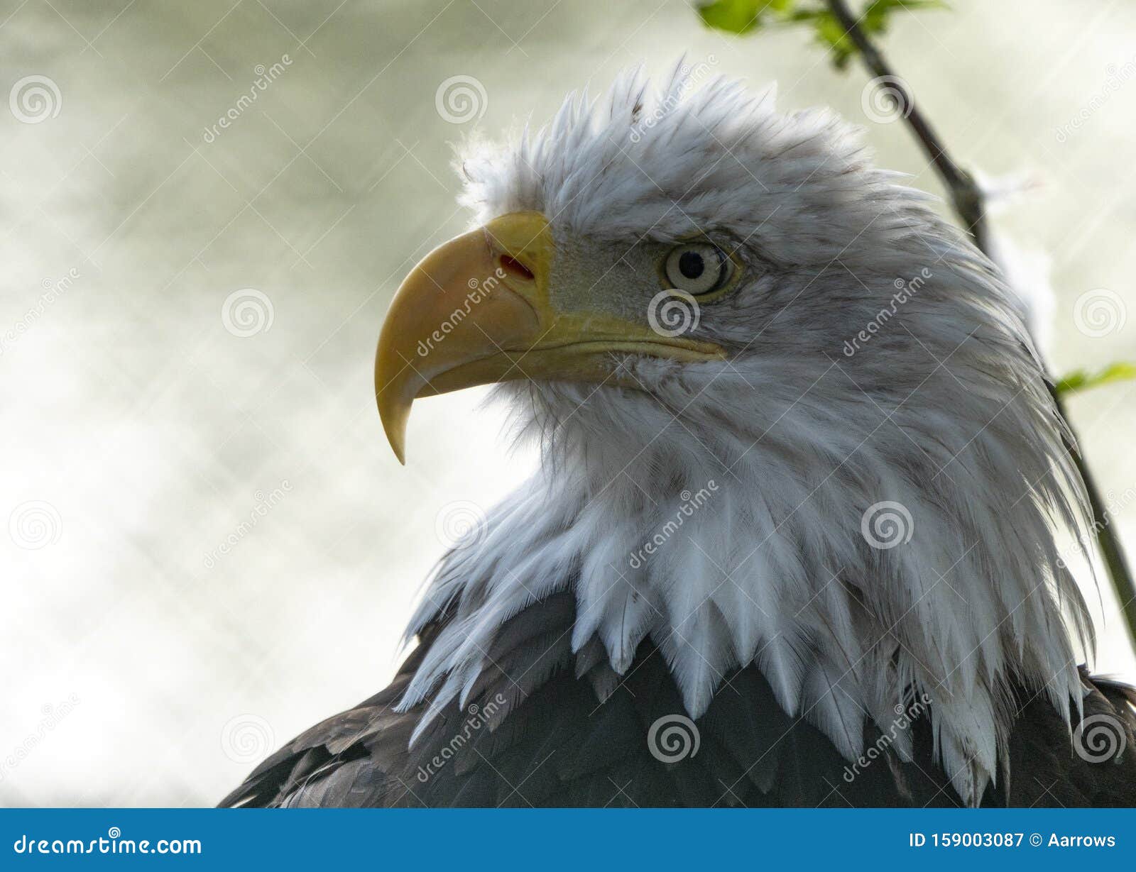 Bald Headed Eagle, Close Up Shot With Blurred Background Stock Image ...