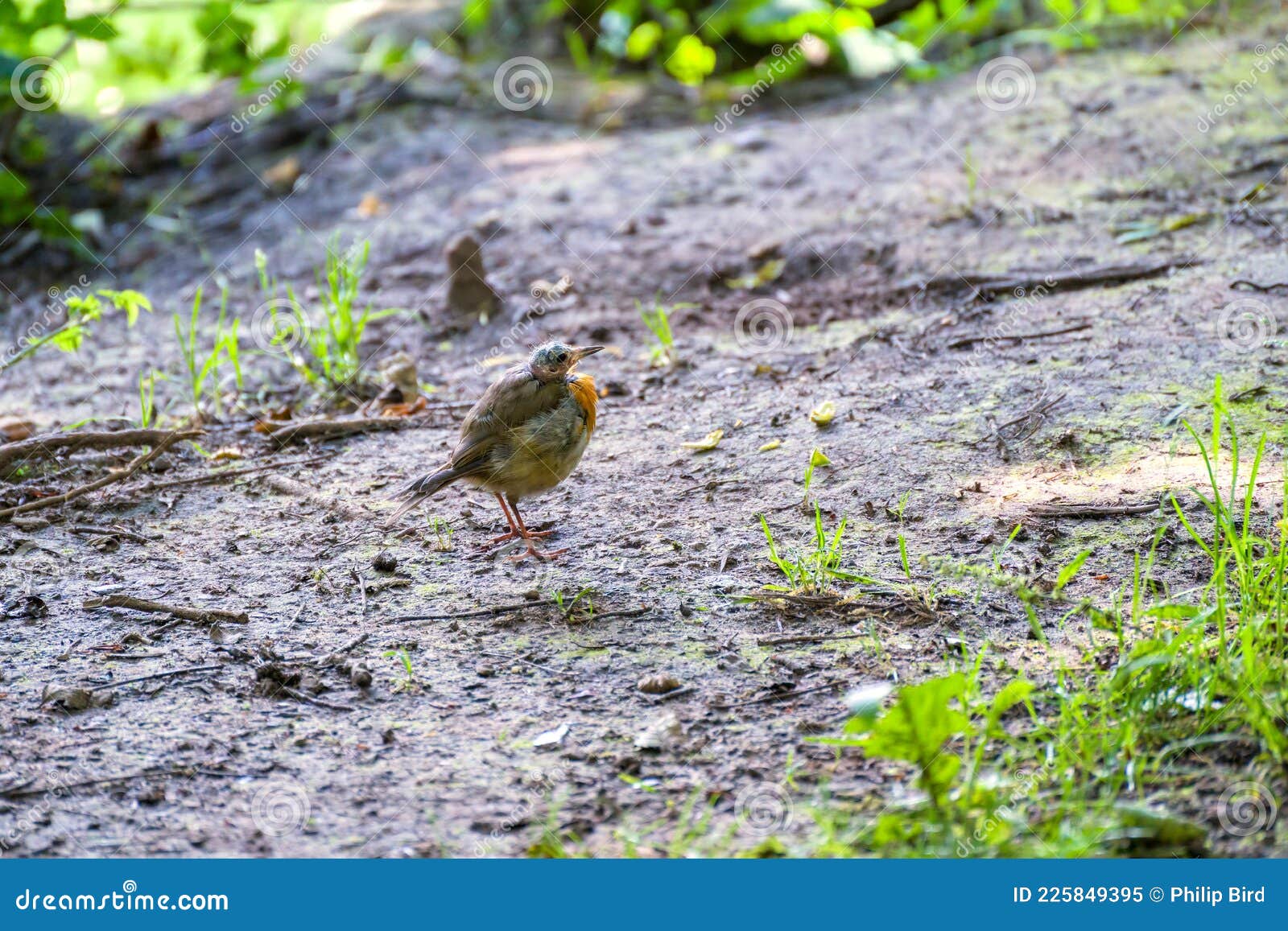 Bald Headed Juvenile Robin Standing on a Muddy Path Stock Image - Image ...