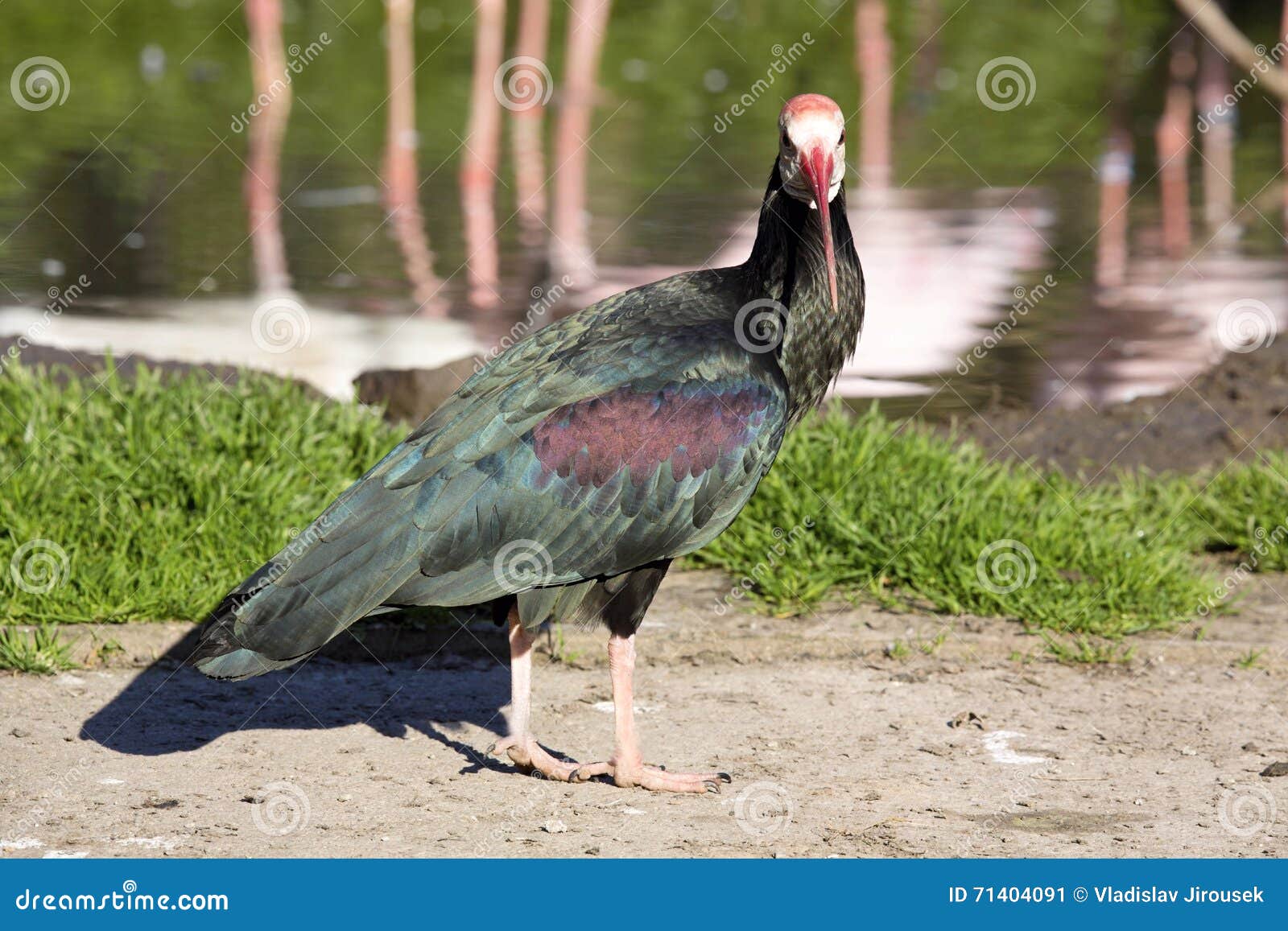 Bald Ibis, Geronticus Calvus, is Threatened with Extinction Stock Image ...