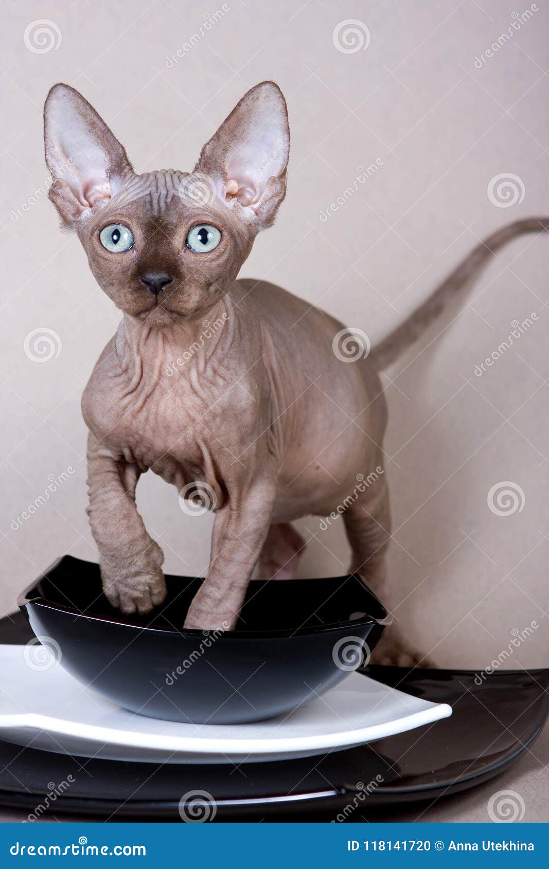 Bald Cat Kitten Sphinx Sphynx On White Background Stock Image ...