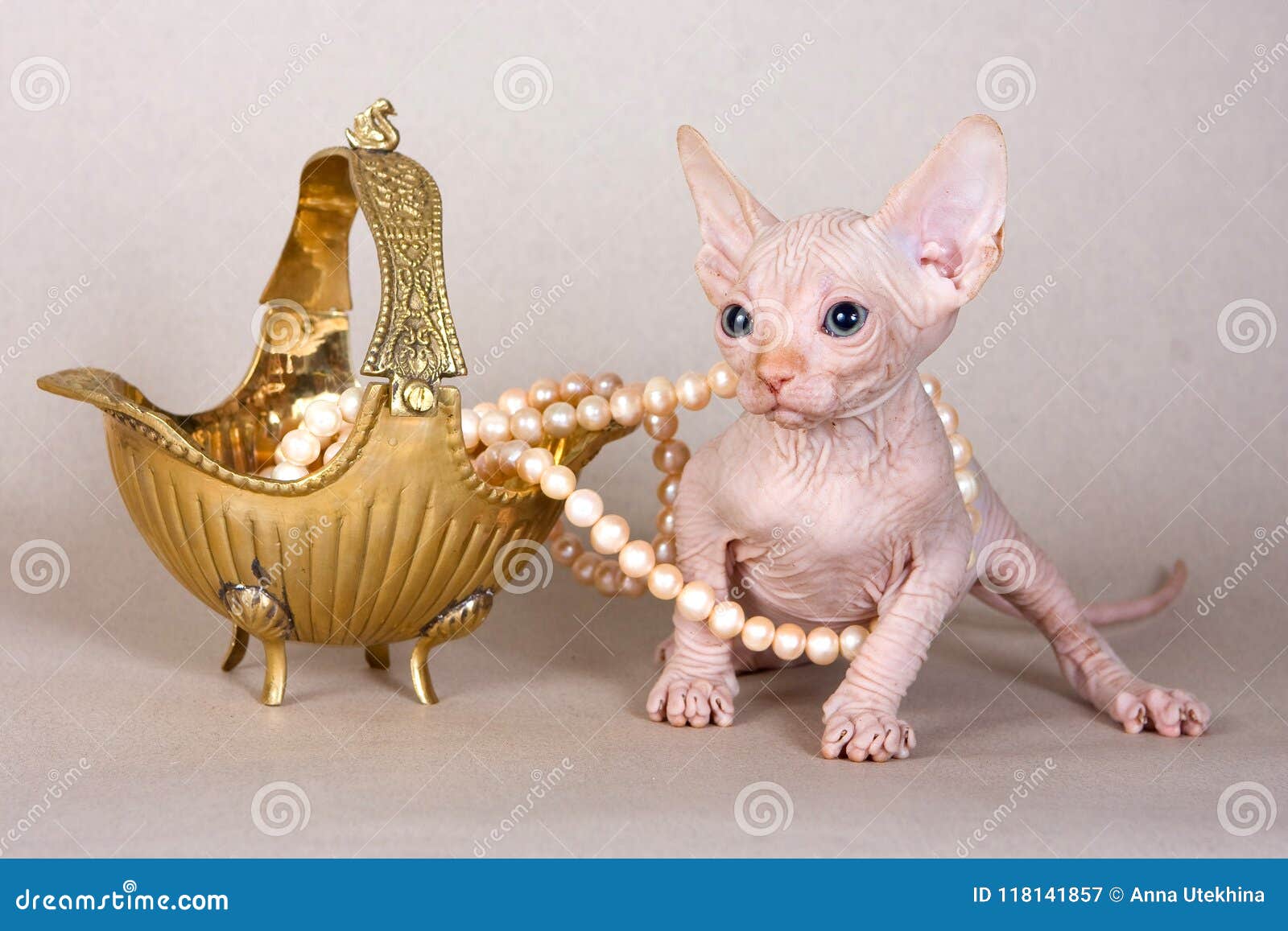 Bald Cat Kitten Sphinx Sphynx On White Background Stock Image ...