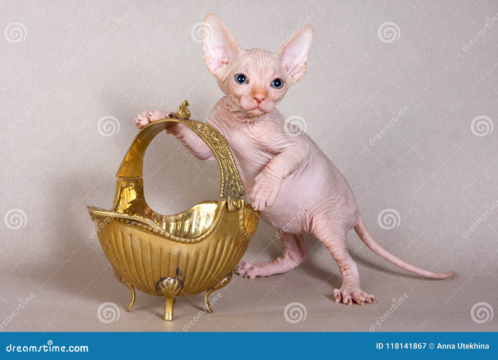 Bald Cat Kitten Sphinx Sphynx On White Background Stock Image ...