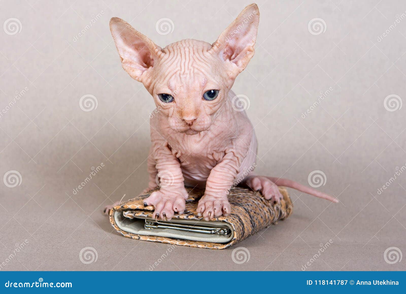 Bald Cat Kitten Sphinx Sphynx On White Background Stock Image ...