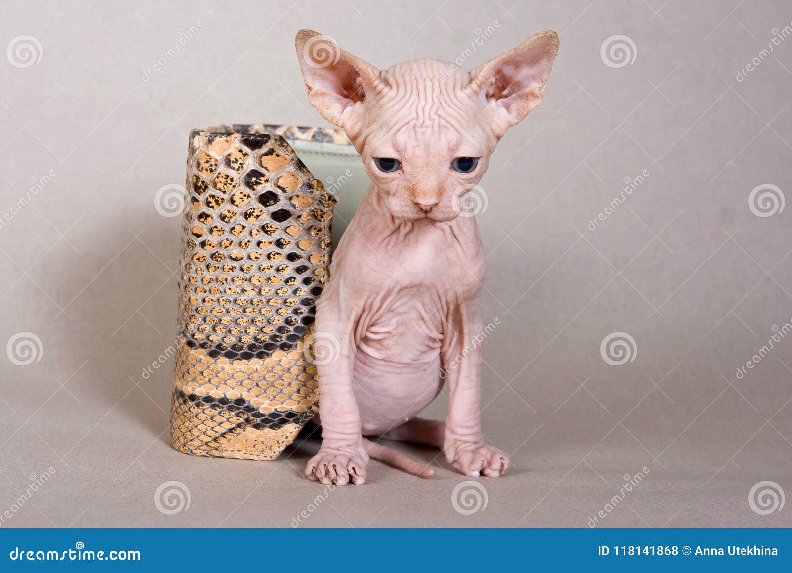 Bald Cat Kitten Sphinx Sphynx On White Background Stock Image ...