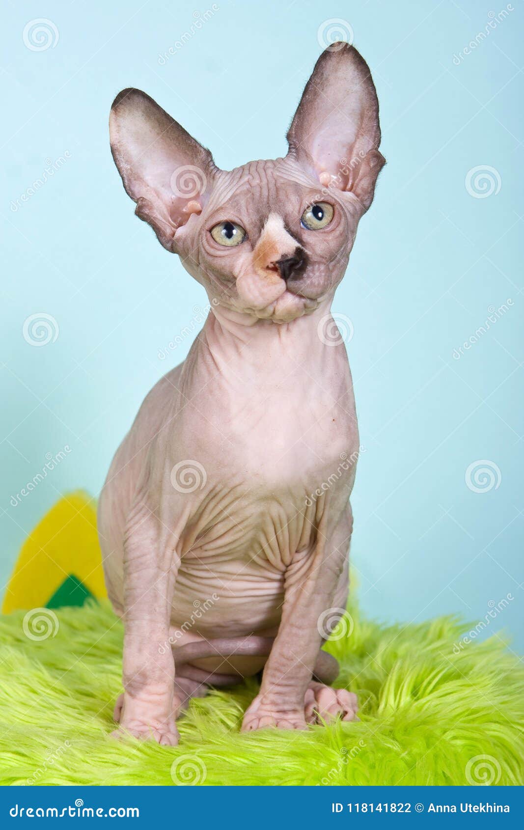 Bald kitten sphinx stock photo. Image of feline, playful - 118141822