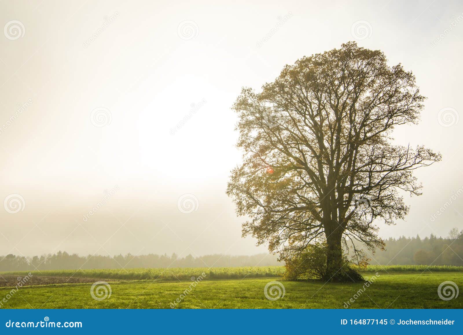 Bald Lime Tree in Fog in Autumn Stock Image - Image of fields, meadow ...