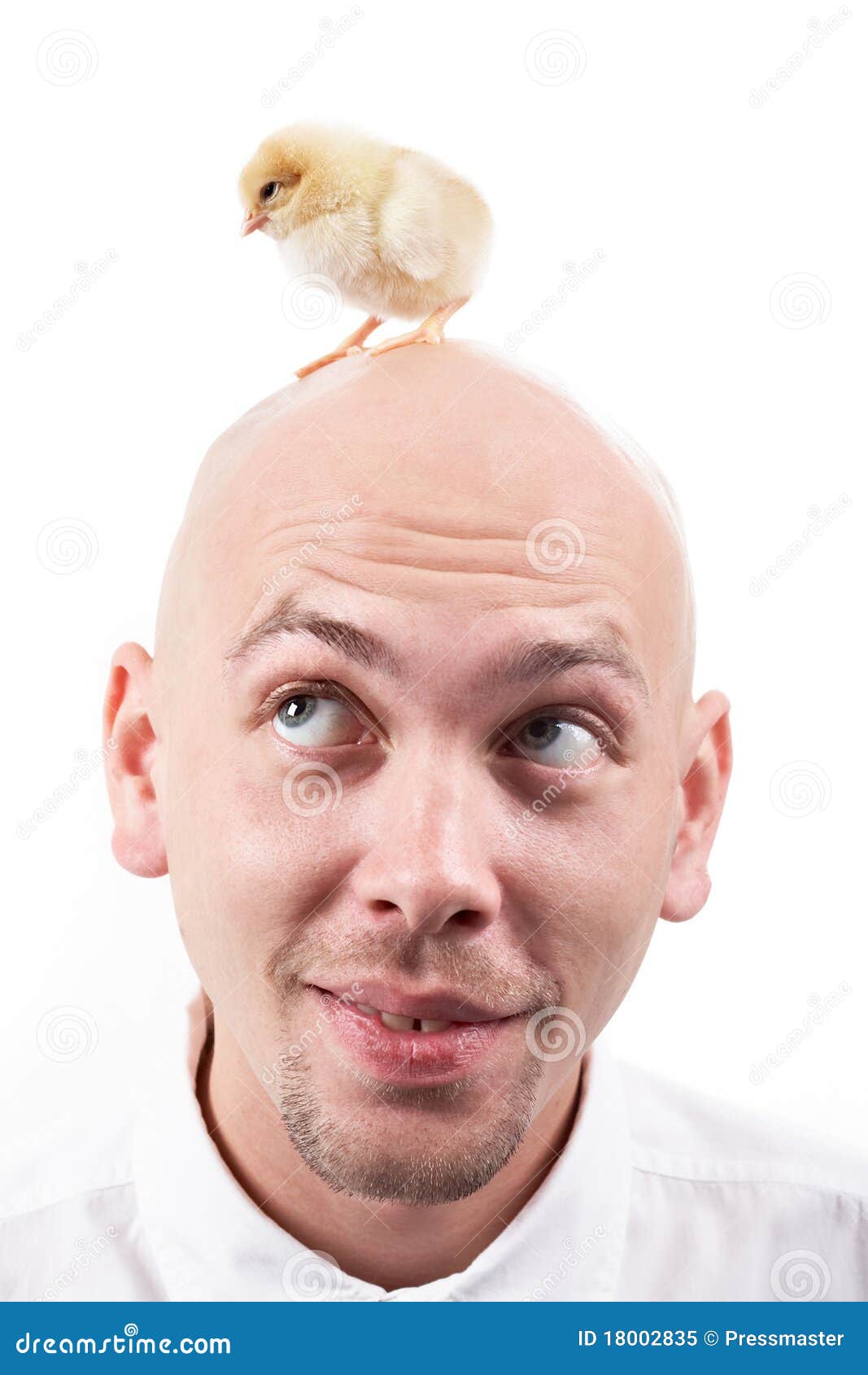 Bald man stock image. Image of easter, glance, idea, bird - 18002835