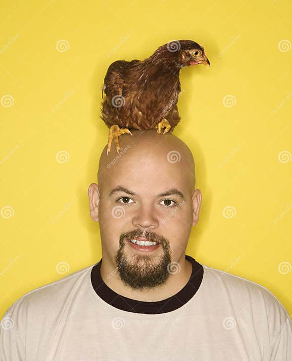 Bald Man with Chicken on Head Stock Photo - Image of farm, agriculture ...