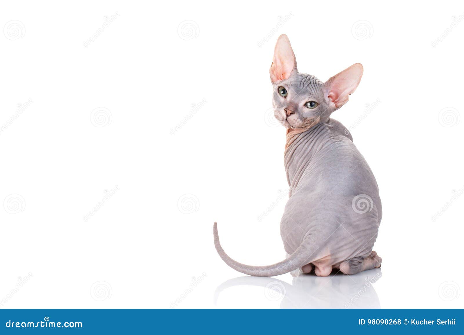 Bald sphinx cat on white stock photo. Image of funny - 98090268