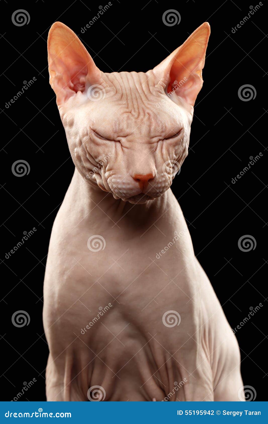 Bald Sphynx Cat In Profile Isolated On Black Royalty-Free Stock ...