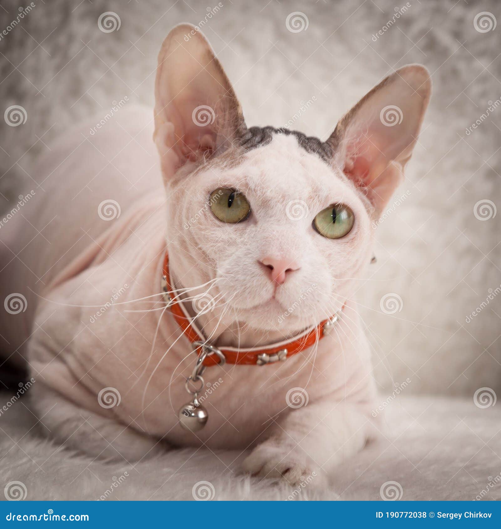 Bald Sphynx cat on a sofa stock photo. Image of pretty - 190772038