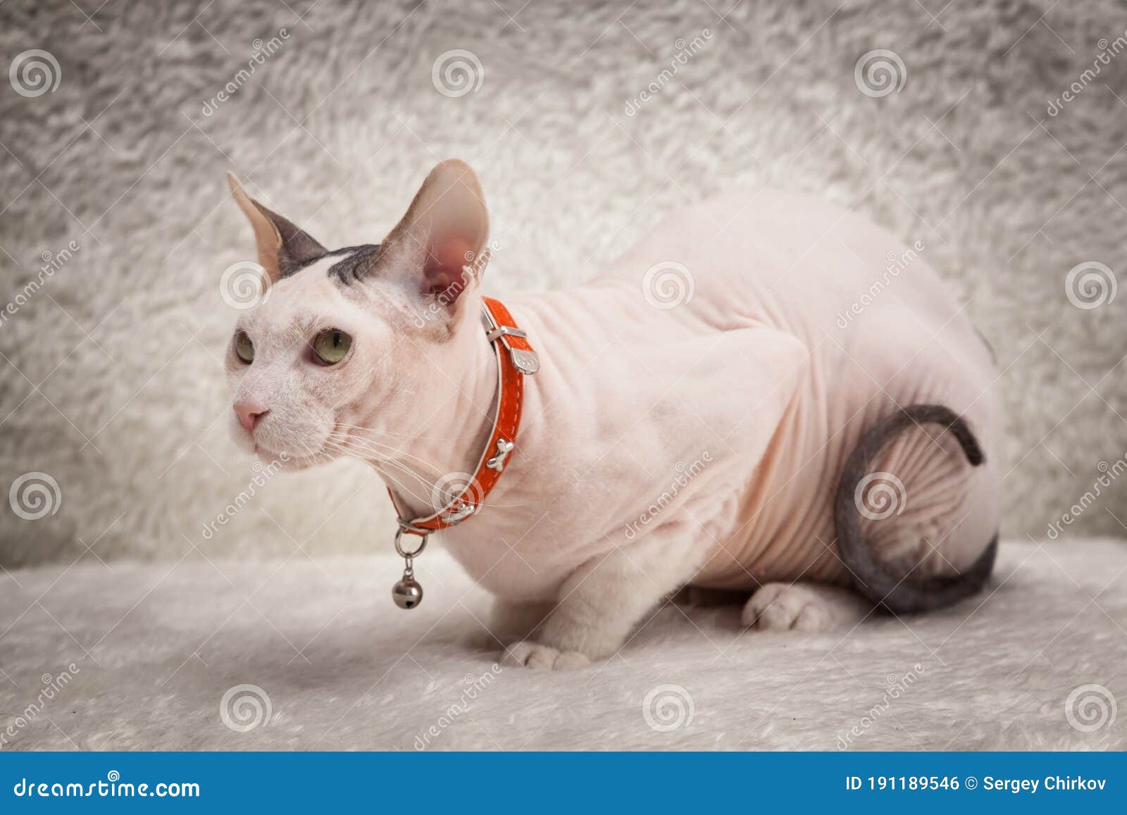 Bald Sphynx cat on a sofa stock photo. Image of closeup - 191189546