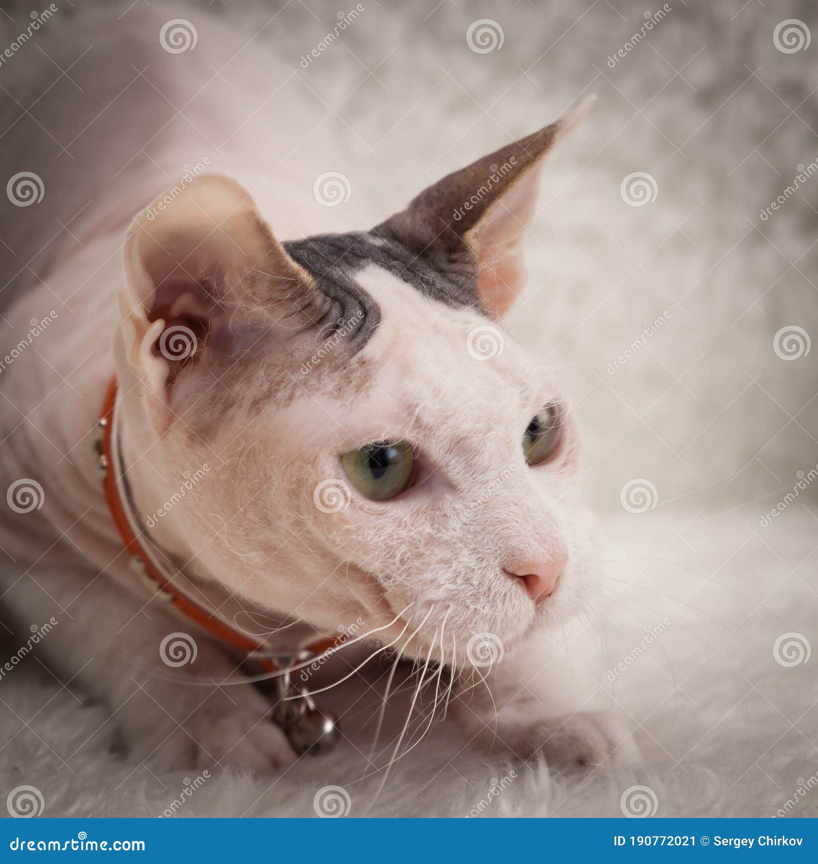 Bald Sphynx cat on a sofa stock image. Image of eyes - 190772021