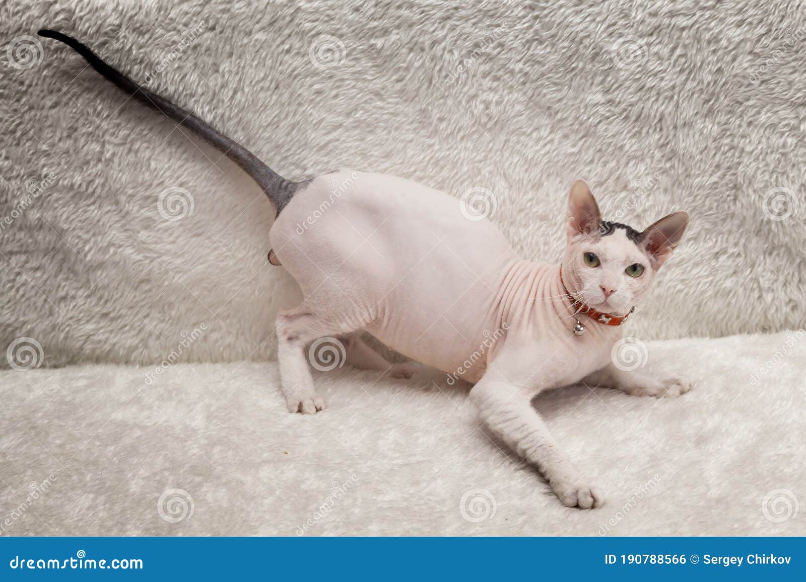 Bald Sphynx cat on a sofa stock photo. Image of purebred - 190788566