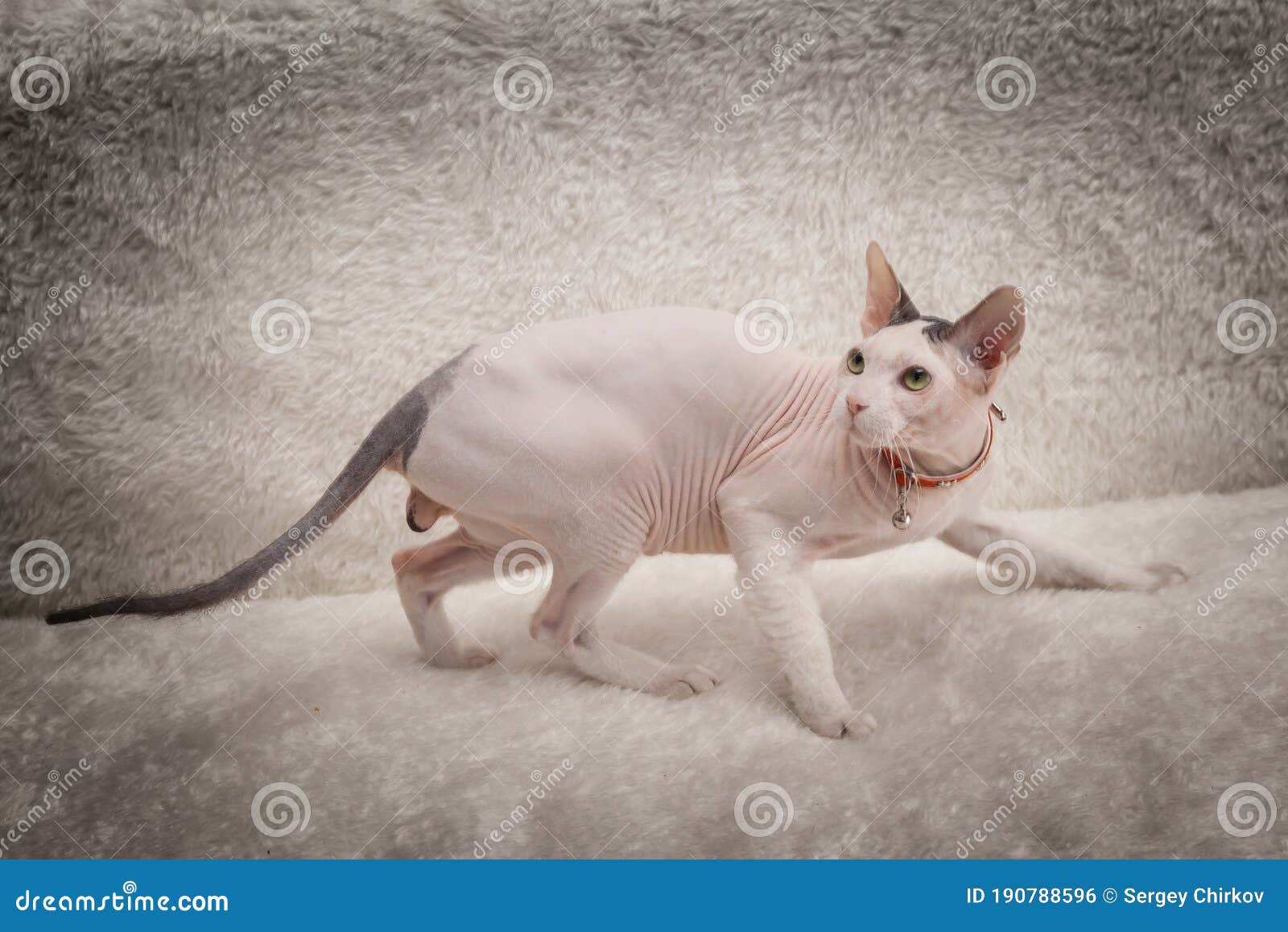 Bald Sphynx cat on a sofa stock photo. Image of purebred - 190788596