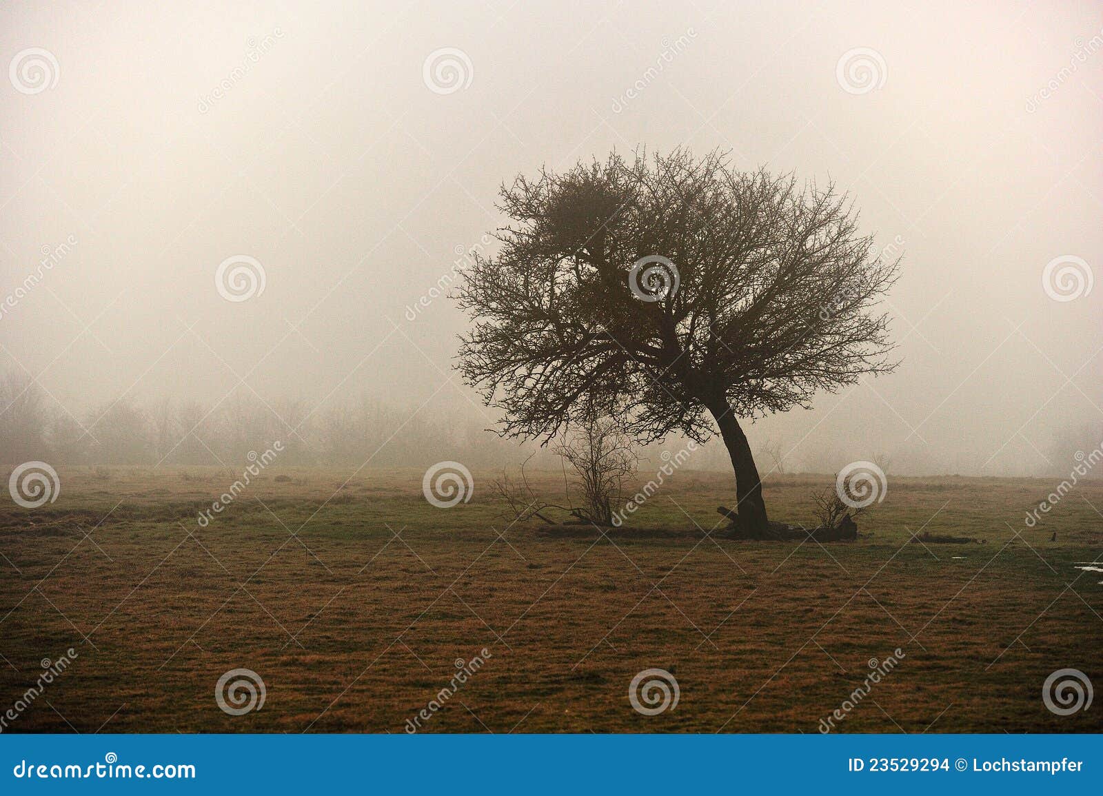 Bald Tree Stock Image | CartoonDealer.com #902407