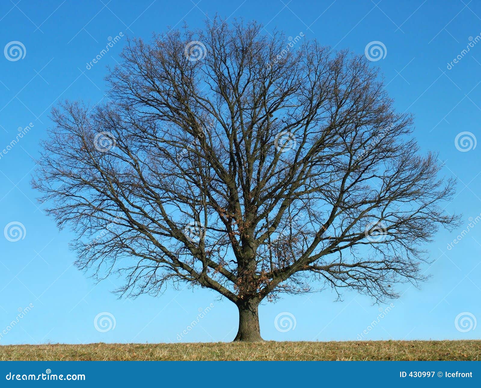 Bald Tree Stock Image | CartoonDealer.com #902407