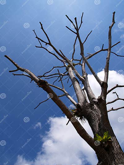 Bald Tree stock image. Image of shadow, fall, restful, branch - 902407