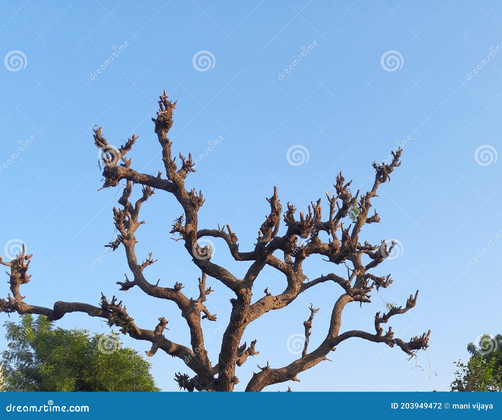 A bald tree pictures stock photo. Image of shrub, grass - 203949472