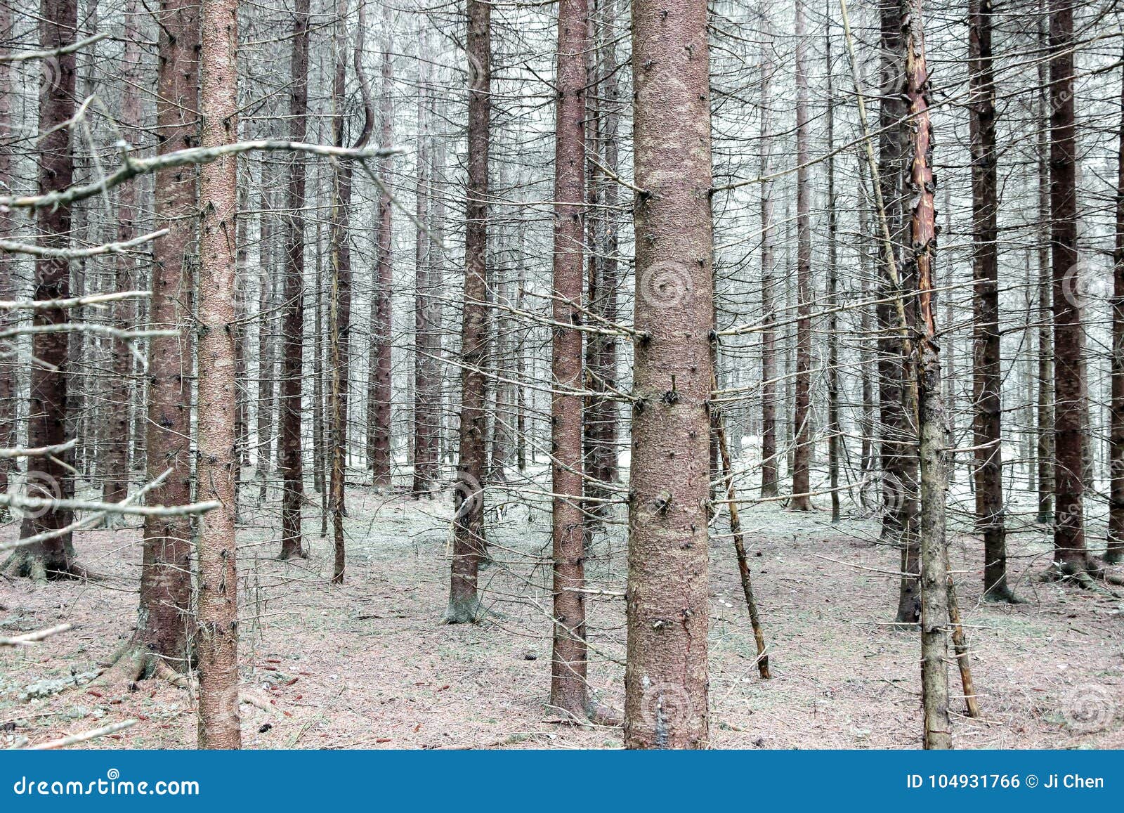 Bald Tree Trunks in Forest in Winter Stock Photo - Image of background ...